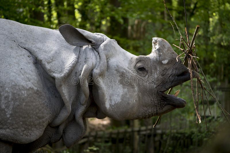 Eating Rhino in zoo stock photo. Image of netherlands - 53833604
