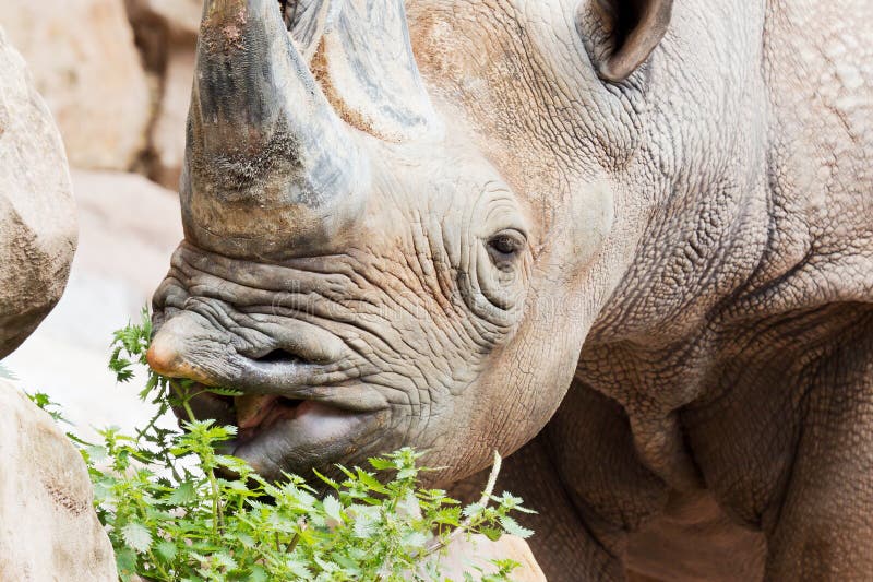 Eating rhinoceros stock photo. Image of mammal, animal - 26203418