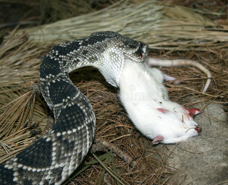 Eating rodents stock image. Image of rattlesnake, eating - 11942719