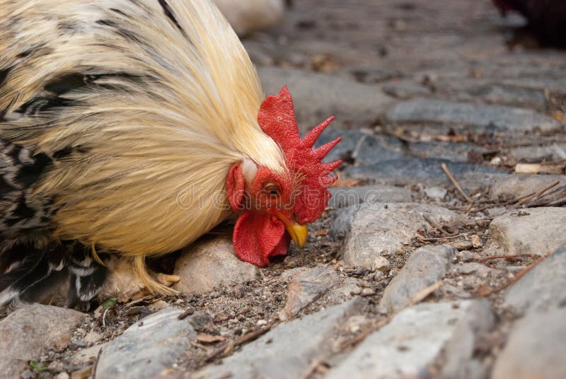 Eating rooster stock image. Image of looking, farm, vibrant - 33554597