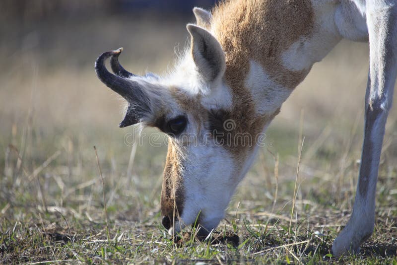 Eating sage stock photo. Image of pronghorns, antilocapridae - 36614092