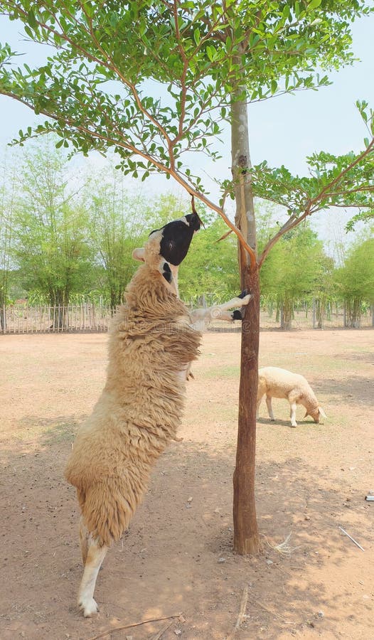 Eating Sheep in the Field with Flowers. Stock Photo - Image of flowers ...