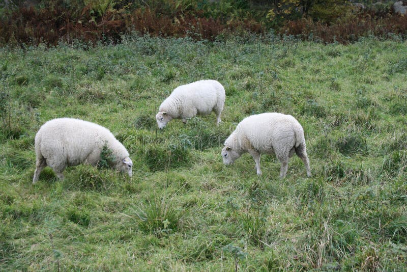 Eating sheeps stock image. Image of november, ruminant - 16774009