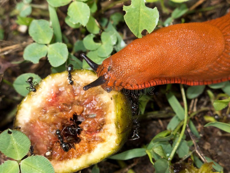 Eating slug stock image. Image of animals, close, ants - 45699103