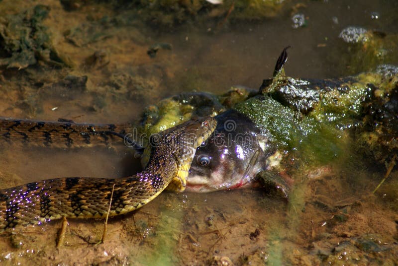 Eating snake stock image. Image of animal, eating, wildlife - 10865547