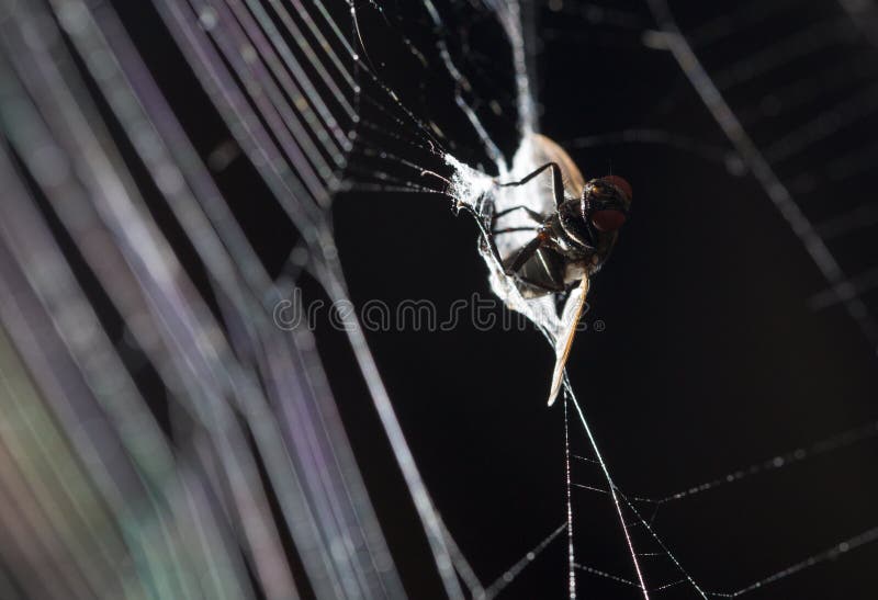 Eating Spider on the Web. Macro Stock Image - Image of pattern, insect ...