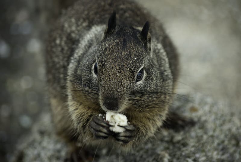 Eating Squirrel stock photo. Image of bite, autumn, looking - 13252278