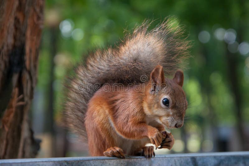 Eating Squirrel. stock photo. Image of walnut, animal - 59996992