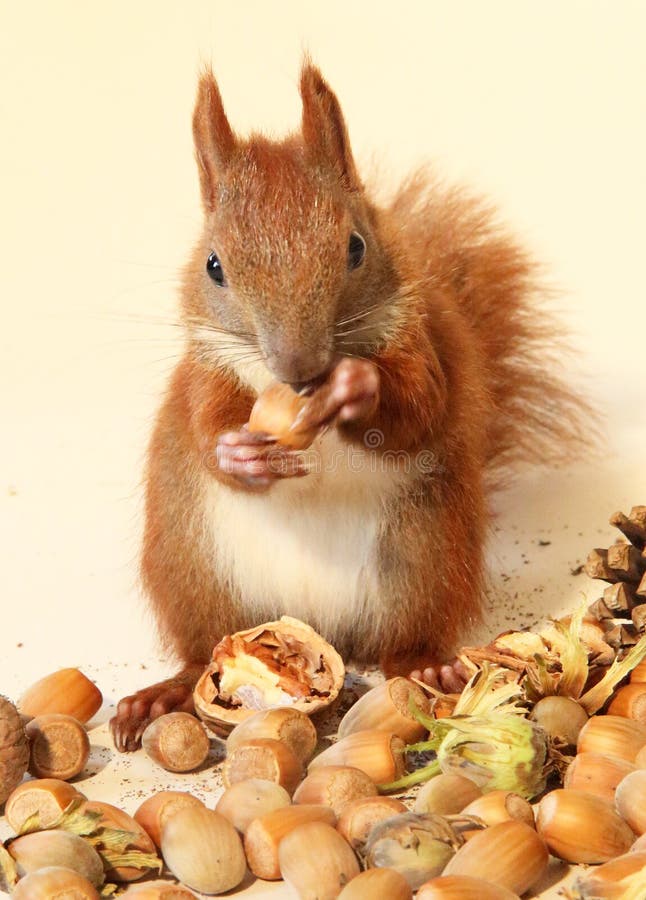 Eating squirrel stock image. Image of playing, squirrels - 44851057