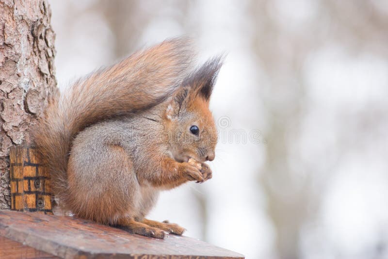 Eating Squirrel. stock photo. Image of eating, squirrel - 49528286