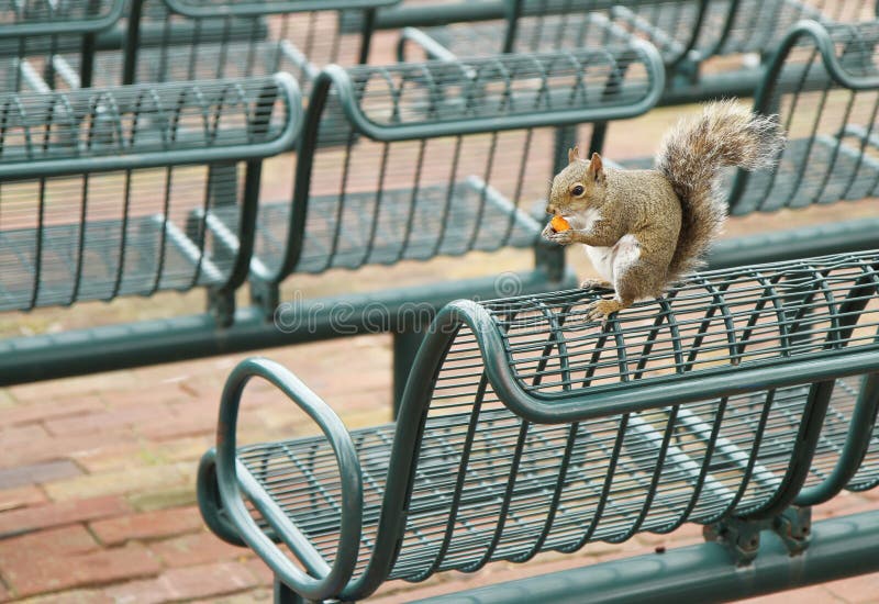 Eating squirrel stock photo. Image of mammal, gray, live - 40210888