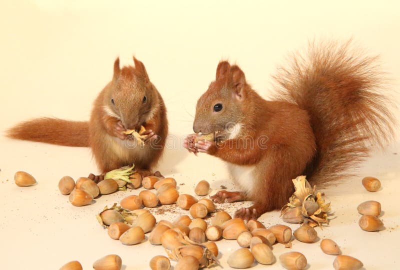 Little Squirrels in the Nest Stock Photo - Image of children, nest ...