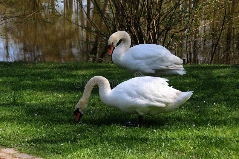 Eating swans in Osnabrueck stock image. Image of grassy - 179659053