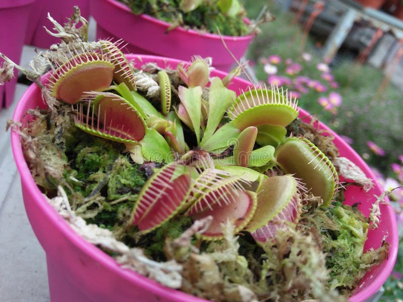 Eating tree stock image. Image of plant, tree, carnivor - 99050191