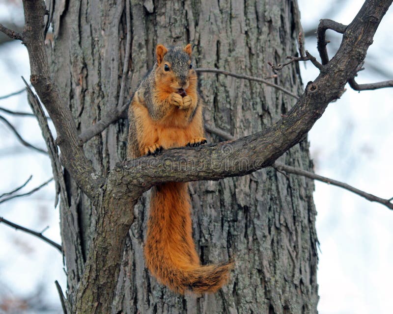 Eating in a Tree stock photo. Image of nature, tree, nuts - 43514806