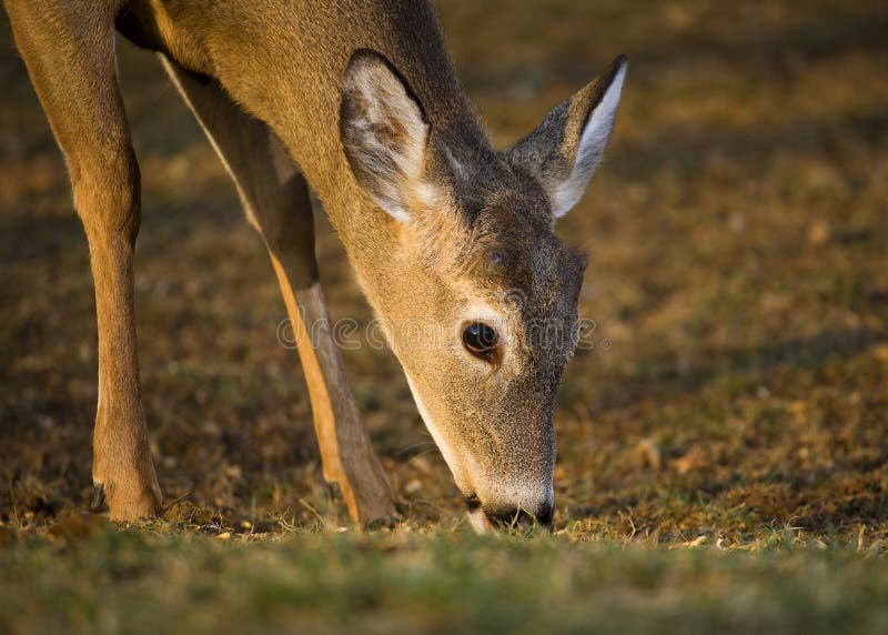 Grazing buck stock image. Image of ears, eating, mammal - 27022313