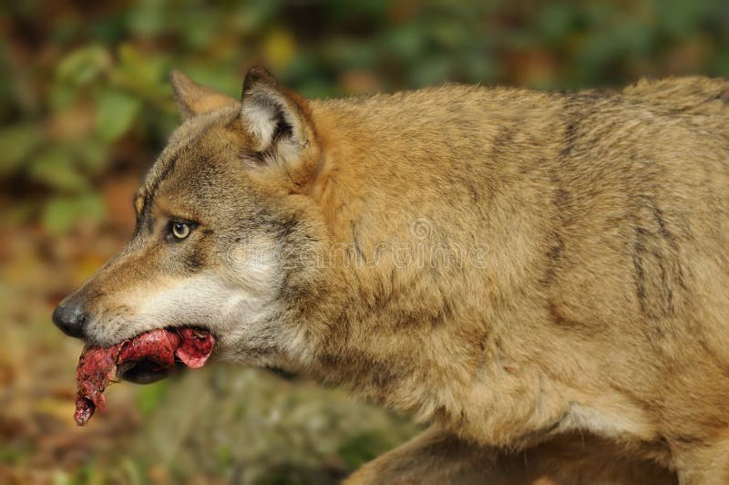 Eating Wolf ( Canis Lupus ) Stock Photo - Image of nature, bluster ...