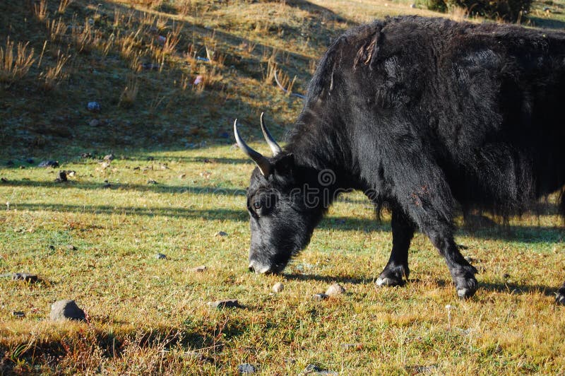 238 Yak Eating Grass Stock Photos - Free & Royalty-Free Stock Photos ...
