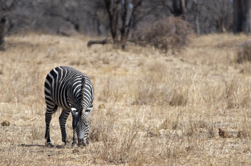 Eating zebra stock image. Image of white, kenia, mammal - 20958837