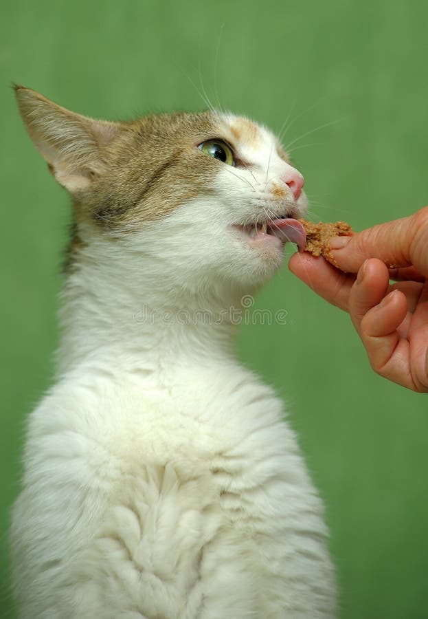 Eats cat stock photo. Image of feline, cute, action, eating - 46117298