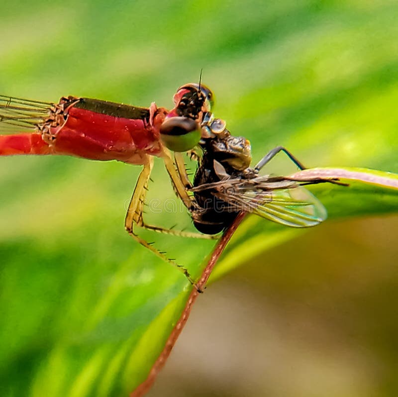 Eats a Large Dragonfly, the Fly Caught is Eaten from the Back Side ...