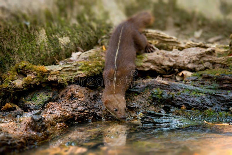 Belette par l'eau image stock. Image du belette - 47988485