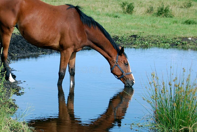 Cheval dans l'eau image stock. Image du plage, brun, bleu - 30812423