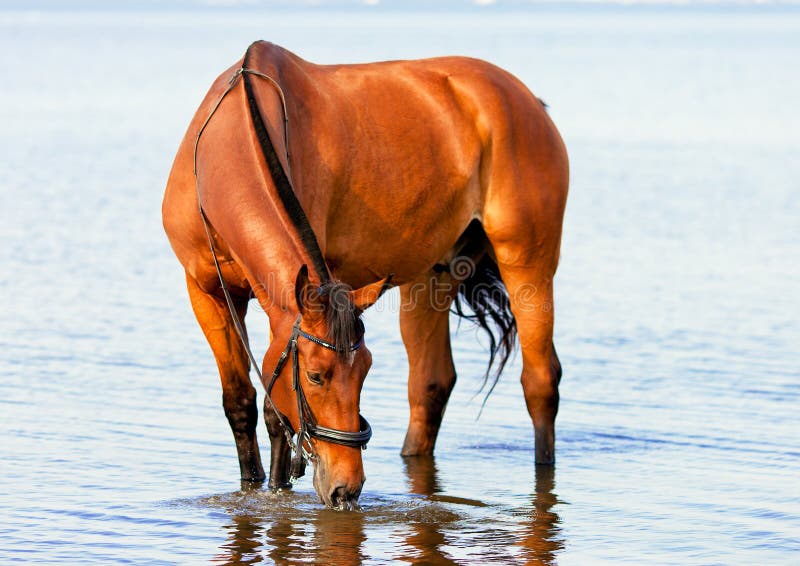 51,609 Photos de Cheval Dans L Eau - Photos de stock gratuites et ...