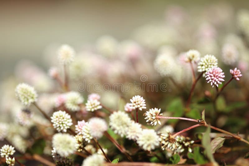 Beautiful Image of Creeping Rustica Tropical Flowers Stock Image ...