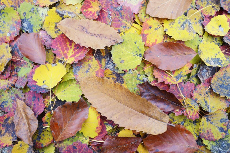 Eaves of Alder, Beech, Chestnut Stock Photo - Image of fall, botanical ...