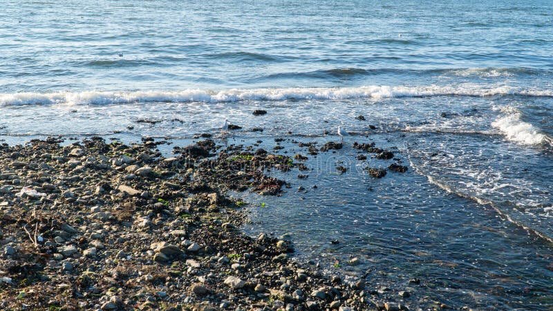 Ebb and Flow. Flood and Drain Tide. Sea Level Fall or Decreasing ...