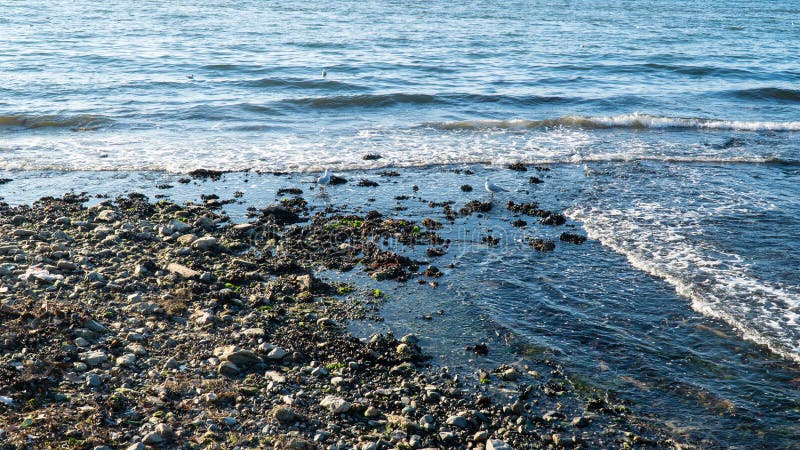 Ebb and Flow. Flood and Drain Tide. Sea Level Fall or Decreasing ...