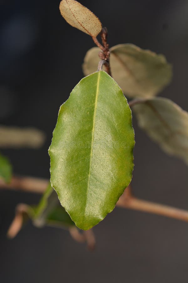 Ebbings silverberry stock image. Image of submacrophylla - 172477007