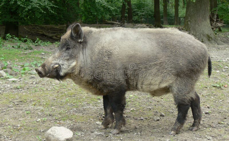 Eber stockbild. Bild von gras, nave, outdoor, park, frühling - 65561045