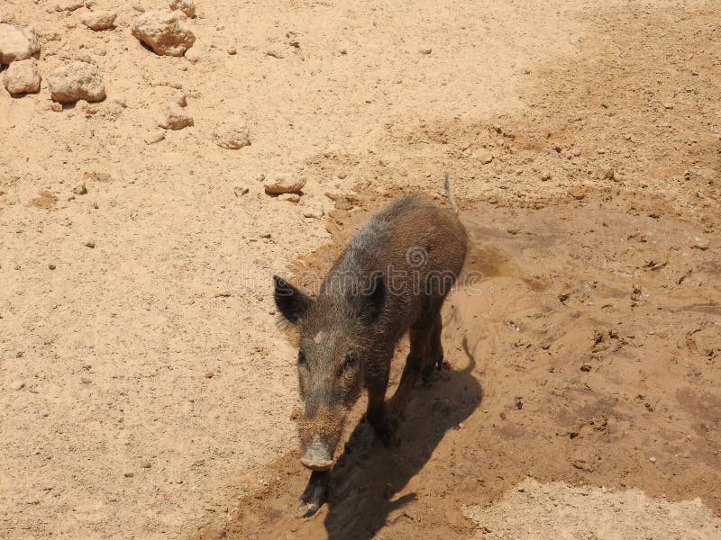 Eber, Der Auf Sand, Afrika, Voller Tag Geht Stockfoto - Bild von ...
