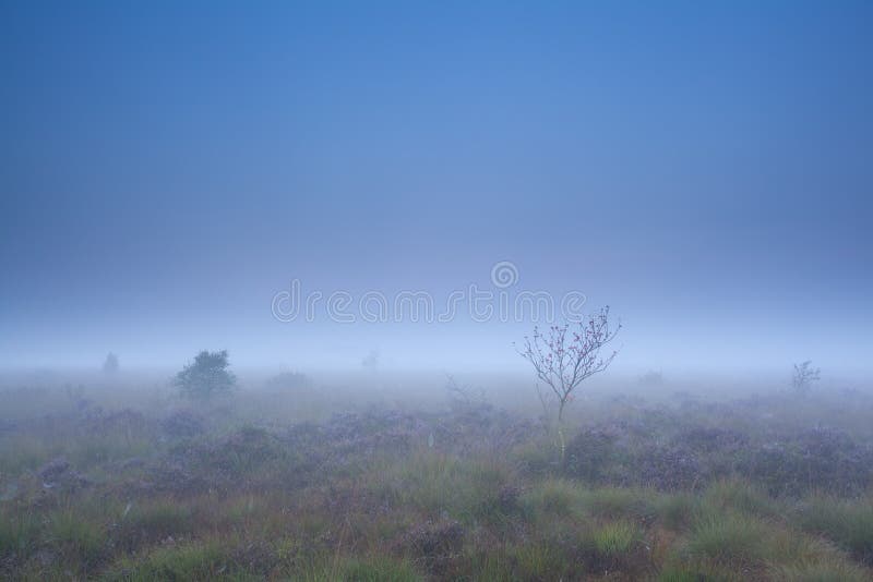 Ebereschenbaum Und -heide Auf Sumpf Im Dichten Nebel Stockfoto - Bild ...