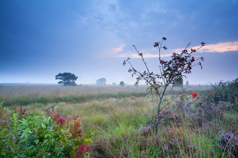 Ebereschenbaum Und -heide Auf Sumpf Am Morgen Stockfoto - Bild von früh ...