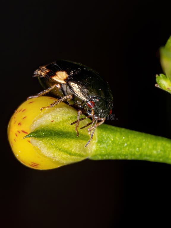 Ebony Bug stock image. Image of beautiful, animal, plant - 196070087