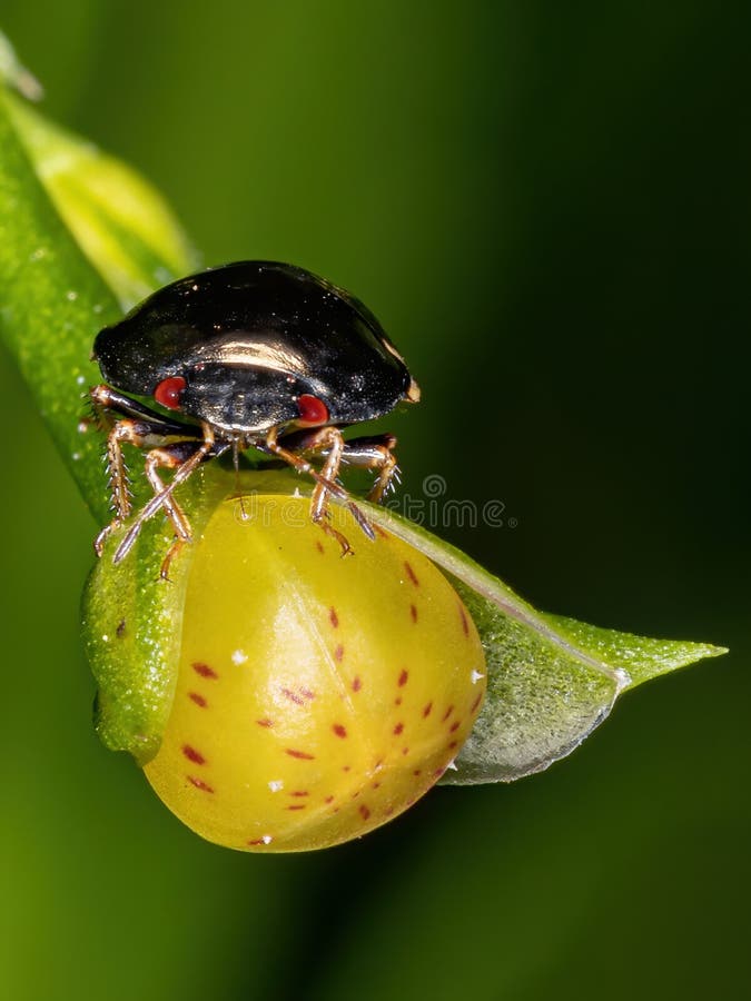 Ebony Bug stock image. Image of entomology, natural - 196072807