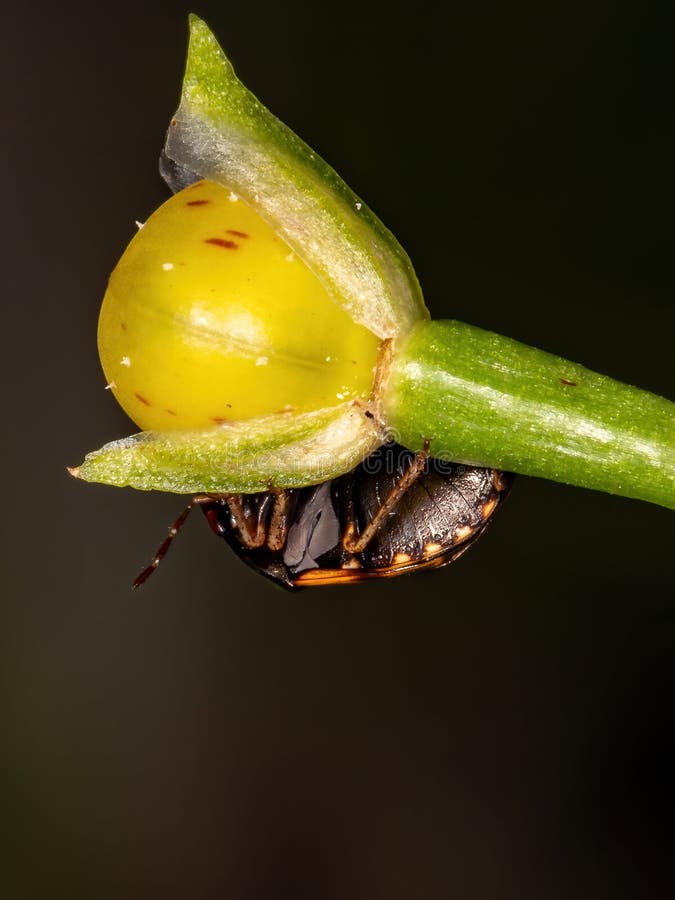 Ebony Bug stock photo. Image of hemiptera, beetle, beautiful - 196076868