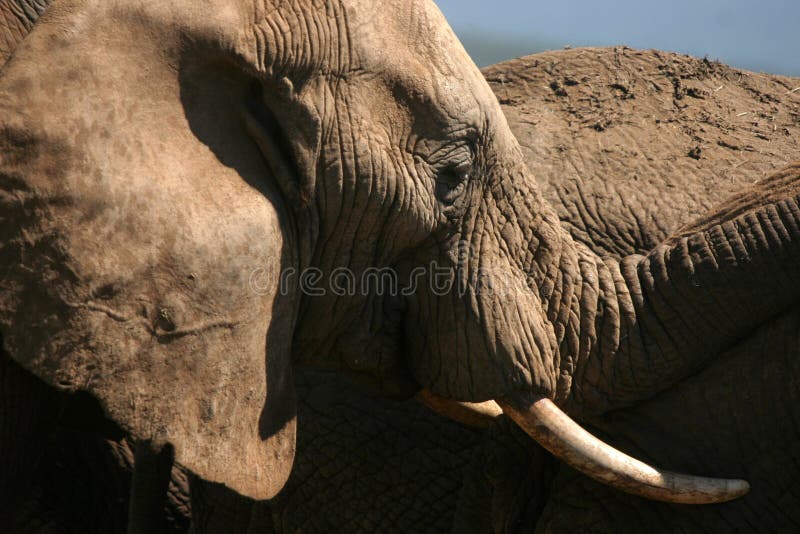 Ebony & Ivory stock photo. Image of national, addo - 11837344
