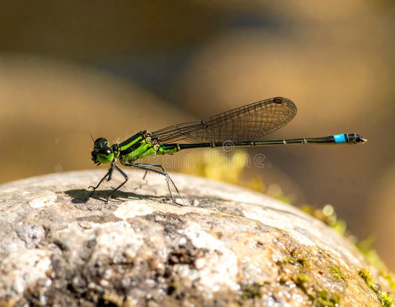 1,189 Ebony Summer Ranni Stock Photos - Free & Royalty-Free Stock ...