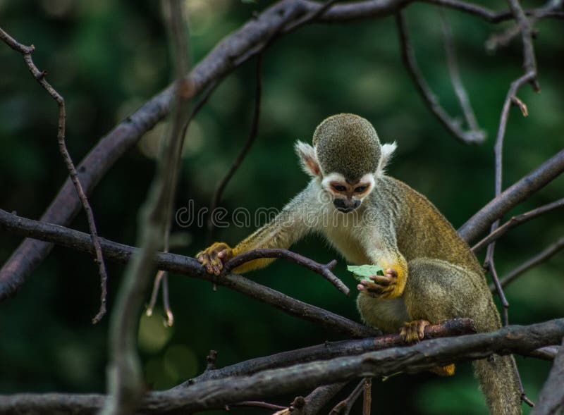 Ebony Langur Monkey Sticks Its Tongue Out Stock Image - Image of camera ...