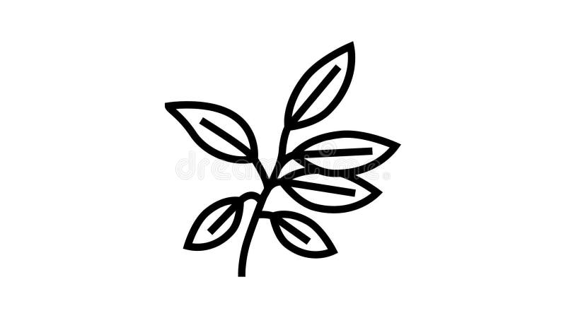 Cedar Plant Leaf Line Icon Animation Stock Footage - Video of teak ...