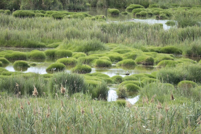 Ebro Delta Natural Park in Catalonia Stock Image - Image of country ...