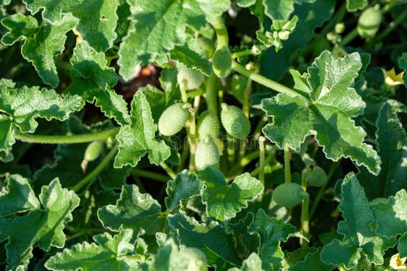 Ecballium Elaterium or Squirting Cucumber Stock Image - Image of ...