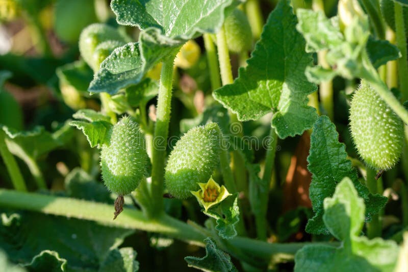 Ecballium Elaterium or Squirting Cucumber Stock Image - Image of ...
