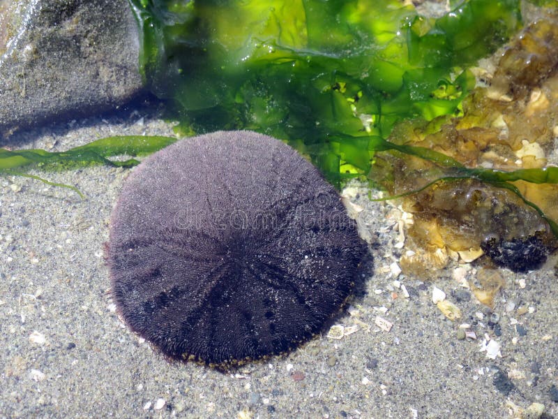 Eccentric Sand Dollar - Dendraster Excentricus Stock Image - Image of ...
