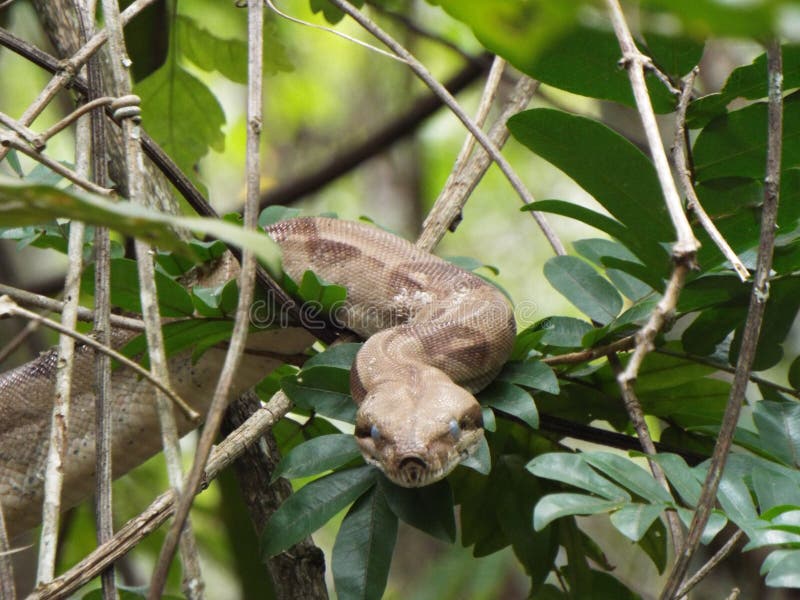 Ecdisis Stock Photos - Free & Royalty-Free Stock Photos from Dreamstime