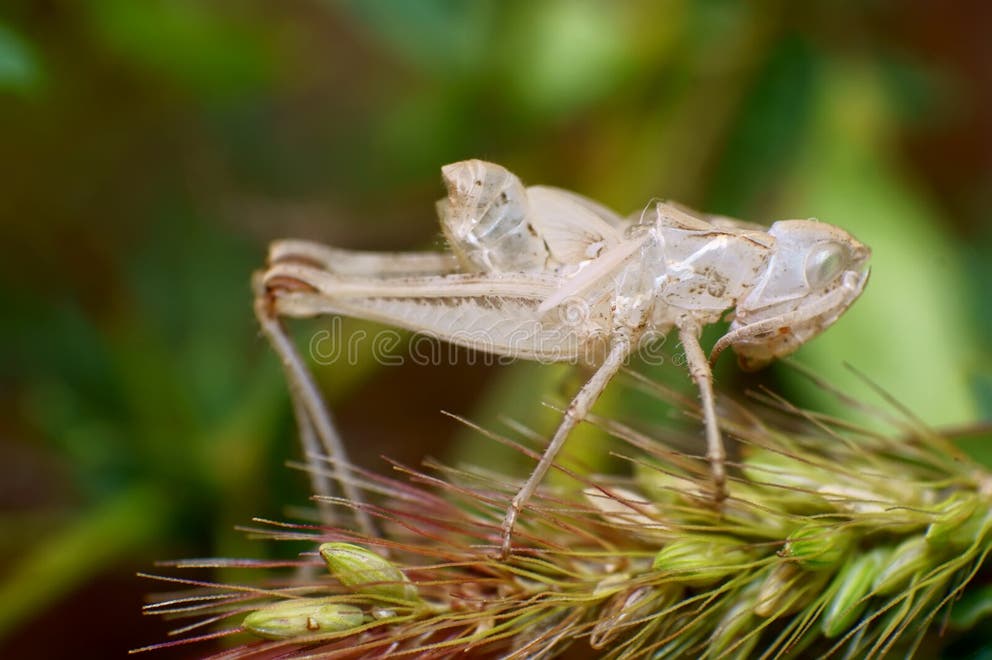 Ecdysis of locusts stock image. Image of love, colored - 22542863
